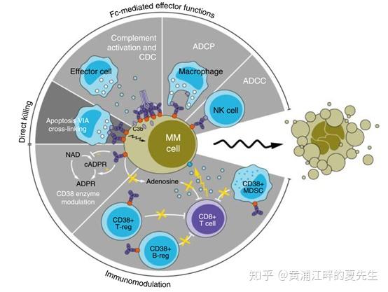 CD38靶点简介：具有免疫抑制作用的特异性蛋白 - 知乎