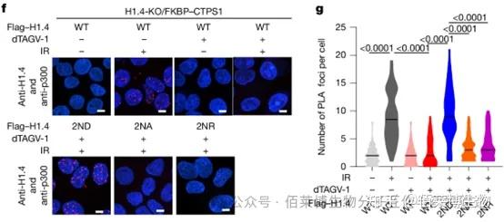 细胞内蛋白相互作用研究——PLA邻位连接技术 - 知乎