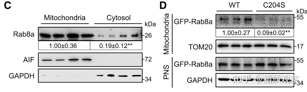 AMPK通过调节Rab8a-Plin5互作促进脂滴线粒体互作 - 知乎