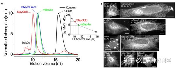 Nat Methods︱西湖大学/莫斯科国立大学团队合作基于StayGold成功开发高亮度耐光漂白的绿色荧光蛋白单体 - 知乎