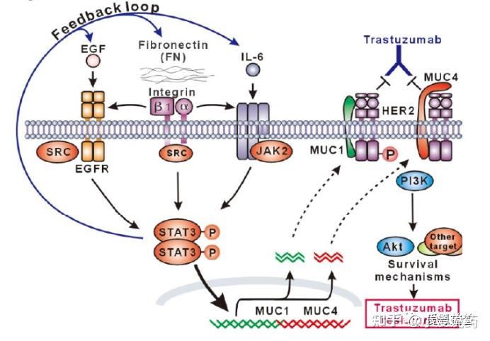 STAT3相关通路及其抑制剂、降解剂研究进展 - 知乎
