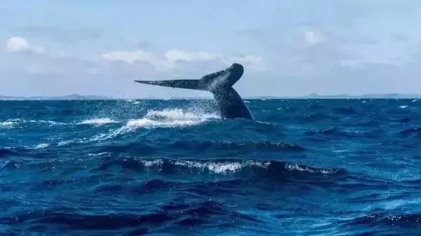 一个不够，给你推荐十个观鲸最佳地点 - 知乎