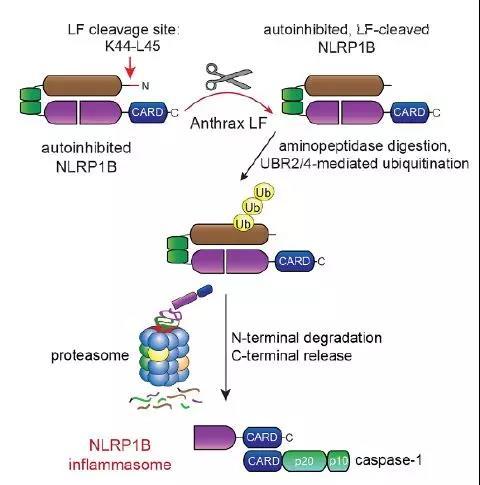 Science 背靠背| 破解NLRP1炎症小体的活化之谜 - 知乎