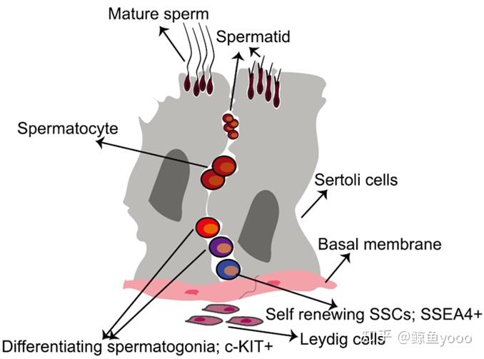 单细胞文献阅读:the Adult Human Testis Transcriptional …… 知乎