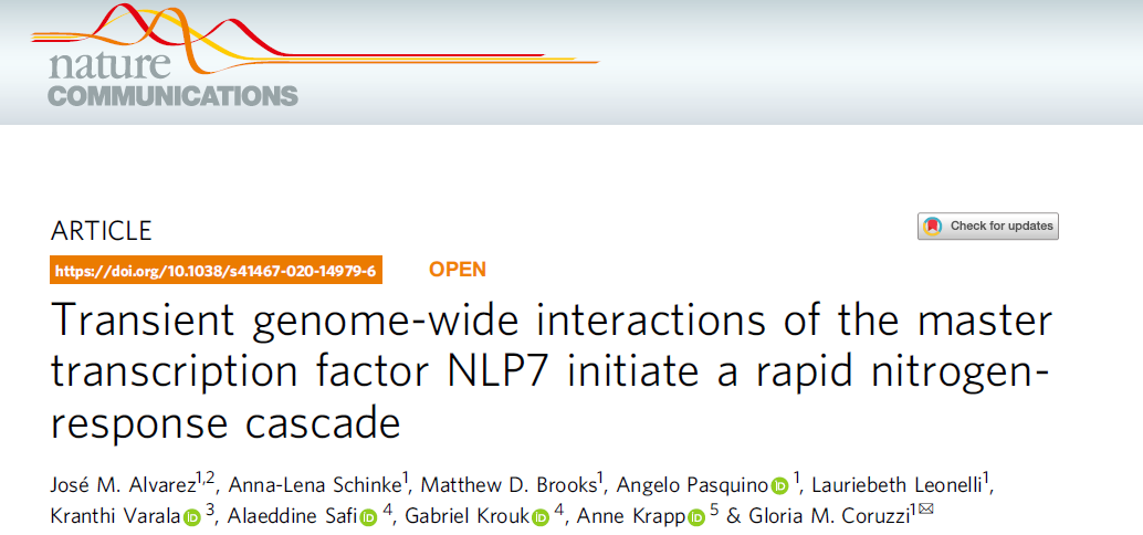 Nature Commun | 核心转录因子NLP7的全基因组瞬时互作启动快速的氮级联响应 - 知乎