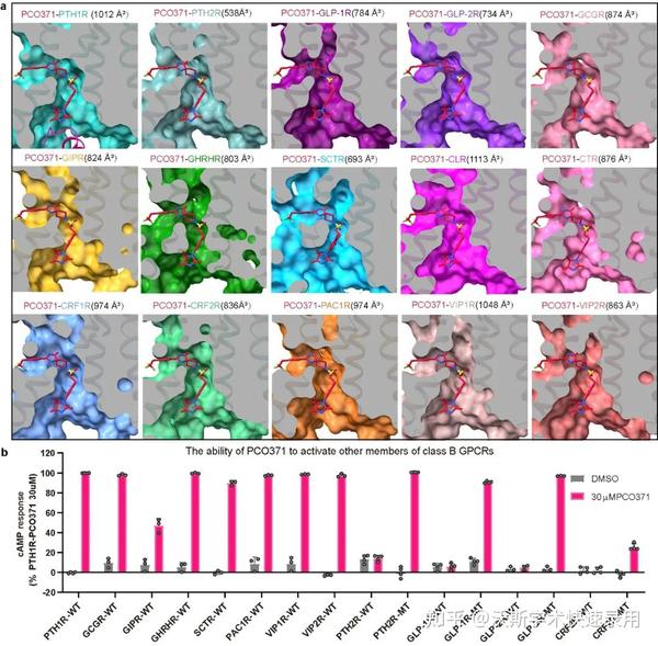 Nature | 突破性进展！揭示B类GPCRs的新型小分子药物靶点的偏向性激活机制 - 知乎