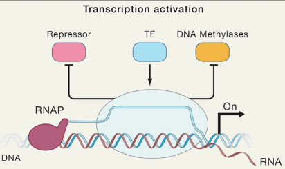 特殊DNA-RNA互作R-loop丰富基因转录的表观调控机制 - 知乎