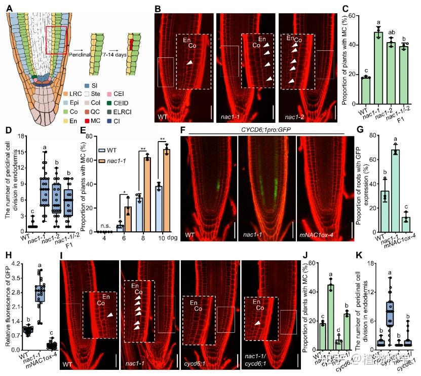Mol Plant | 山东大学丁兆军团队揭示NAC1协同SHR/SCR-CYCD6;1模块调控根基本组织成熟的分子机制 - 知乎