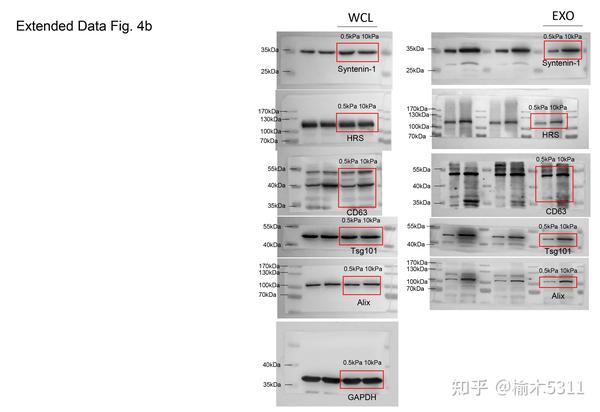 Western blot，真的要求整膜带marker吗？ - 知乎