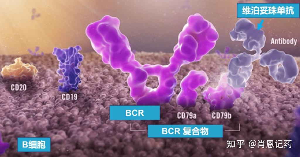 记住所有FDA生物药 | 靶向CD79b | 优罗华®维泊妥珠单抗 | 弥漫大B细胞淋巴瘤 - 知乎