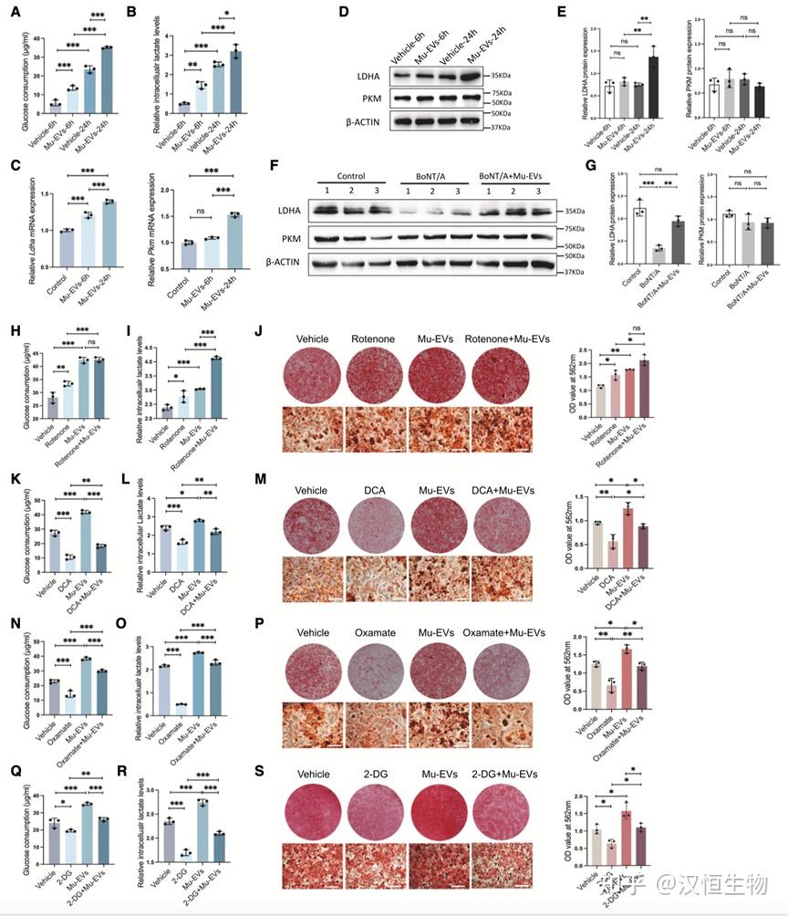 Cell Metabolism丨BMSC刺激骨形成的重要作用机制 - 知乎