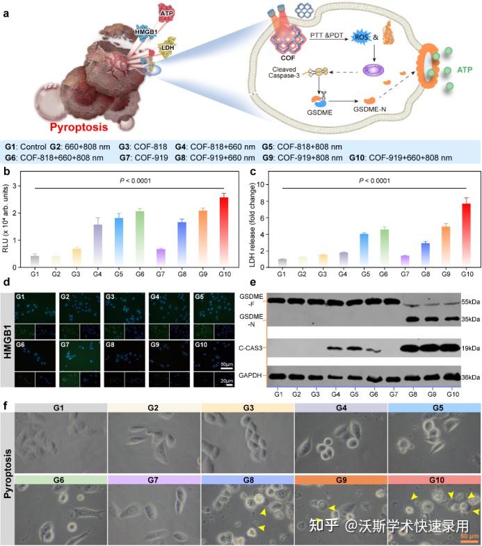 Nature子刊 | 武汉大学/香港科技大学：AIE COF用于诱导焦亡和铁死亡促进抗肿瘤免疫 - 知乎