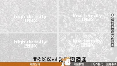 TCMK-1细胞培养，小鼠肾上皮细胞培养攻略 - 丰晖生物 - 知乎
