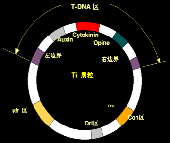 农杆菌载体——Ti质粒的基本知识 - 知乎