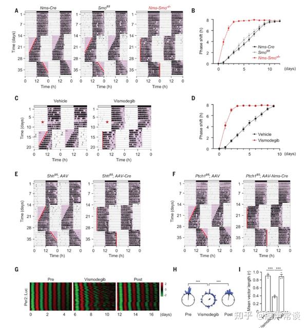 Science | 生物钟研究新进展！军事医学研究院李慧艳和张学敏团队发现大脑SCN神经元的初级纤毛是调控机体节律的细胞器 - 知乎