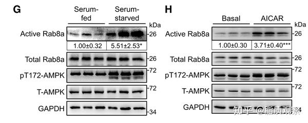 AMPK通过调节Rab8a-Plin5互作促进脂滴线粒体互作 - 知乎