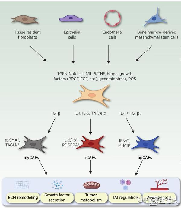 CAF综述——CAF在炎症和抗肿瘤免疫中的作用 - 知乎