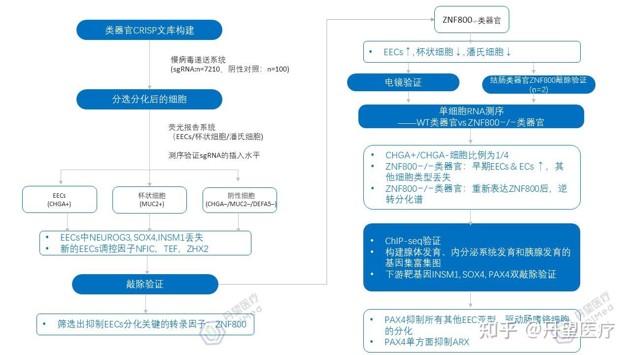 Hans Clevers最新成果 | 类器官&CRISPR揭秘人肠内分泌细胞的调控机制 - 知乎