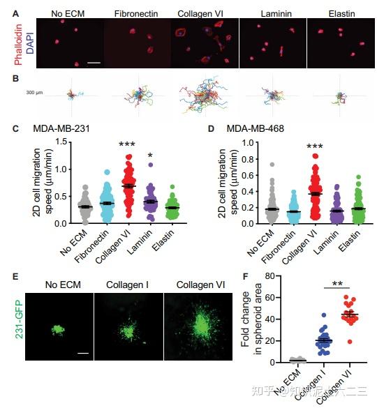 细胞外基质 (ECM) 中主要成分的力学特性及它们如何影响细胞行为? - 知乎