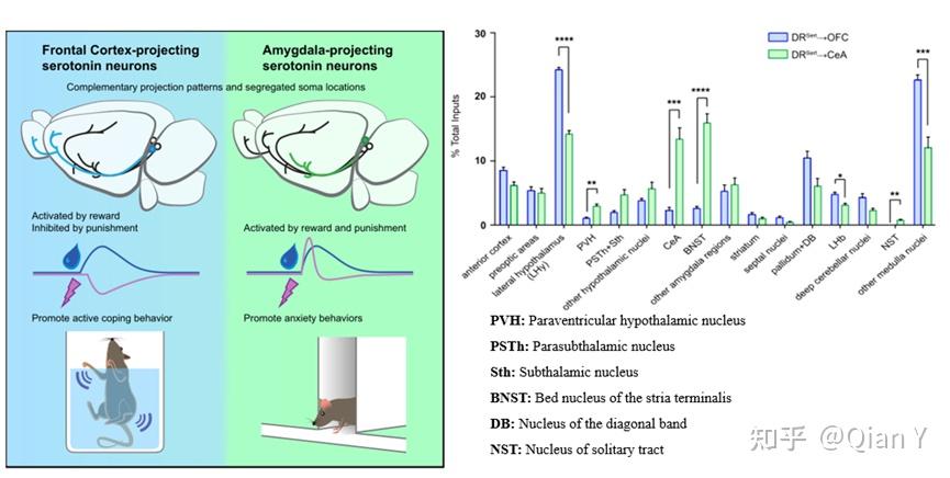 中缝核（Raphe）的奥秘 - 知乎
