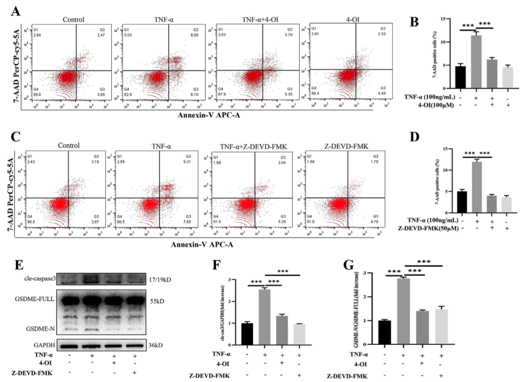 Genes & Diseases丨IRG1/衣康酸通过抑制 Gasdermin 介导的焦亡和炎症反应对急性结肠炎的保护作用 - 知乎