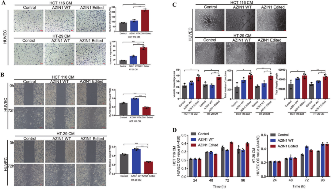 Cell Death Dis︱徐小燕团队揭示RNA编辑型AZIN1促进结肠癌血管生成的新机制 - 知乎