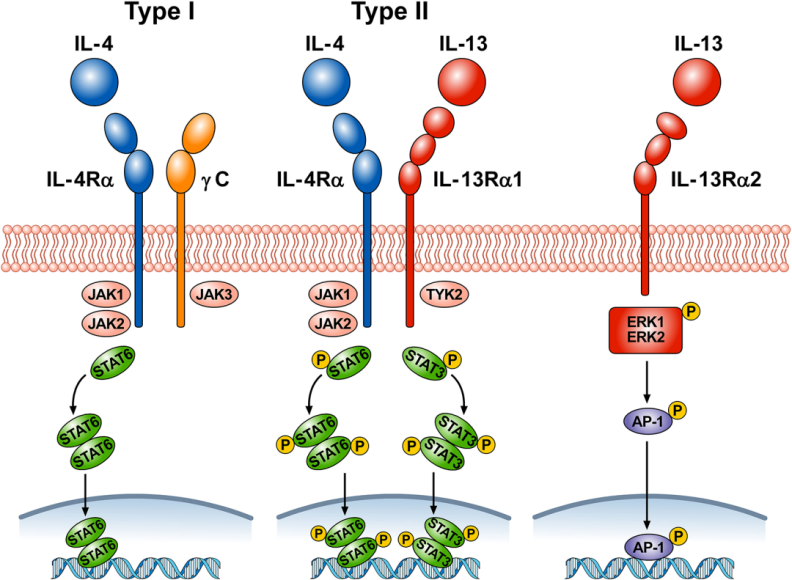 IL-13受体：解码治疗炎症和癌症的潜力 - 知乎