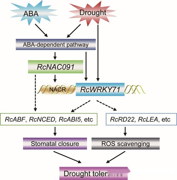 【Plant Physiol】脱落酸通过调控转录因子RcNAC091从而增强玫瑰的抗旱性 - 知乎