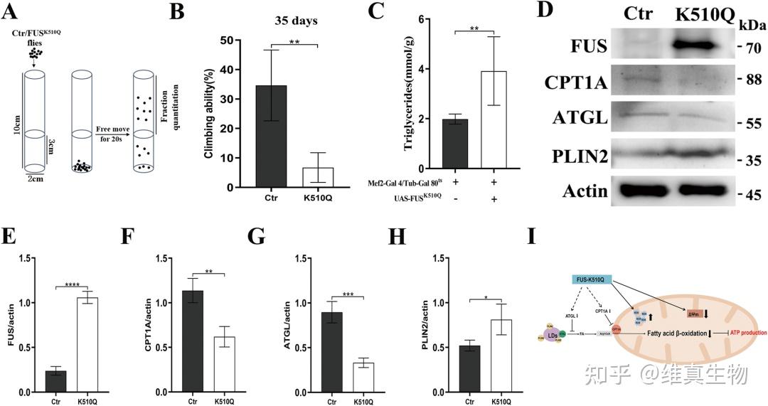 渐冻症研究新进展——FUS基因突变导致骨骼肌脂代谢紊乱！ - 知乎