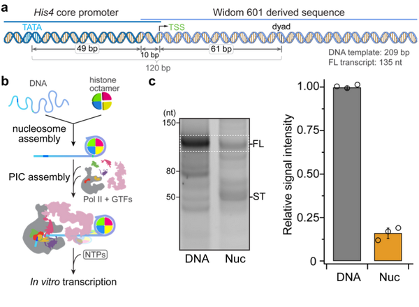 Nat Struct Mol Biol︱王海波等揭示+1核小体调控转录起始的分子机制 - 知乎