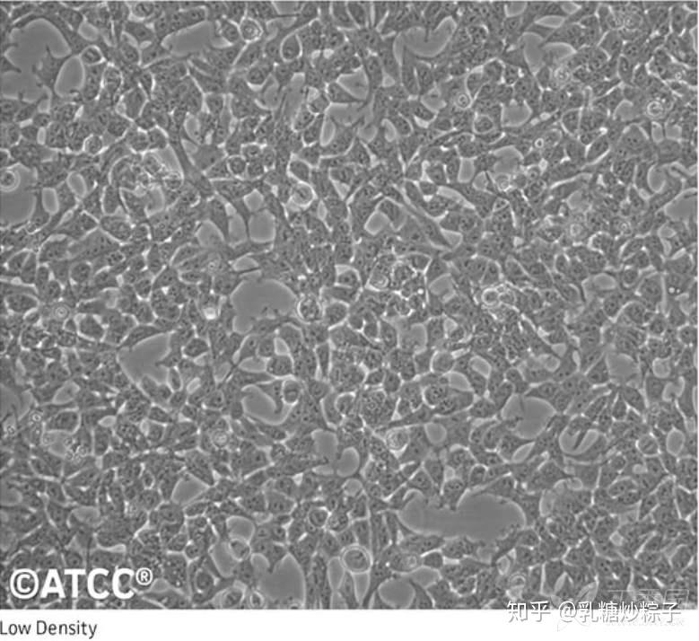 293T细胞状态识别与状态恢复（各种污染的处理办法）！！！ - 知乎