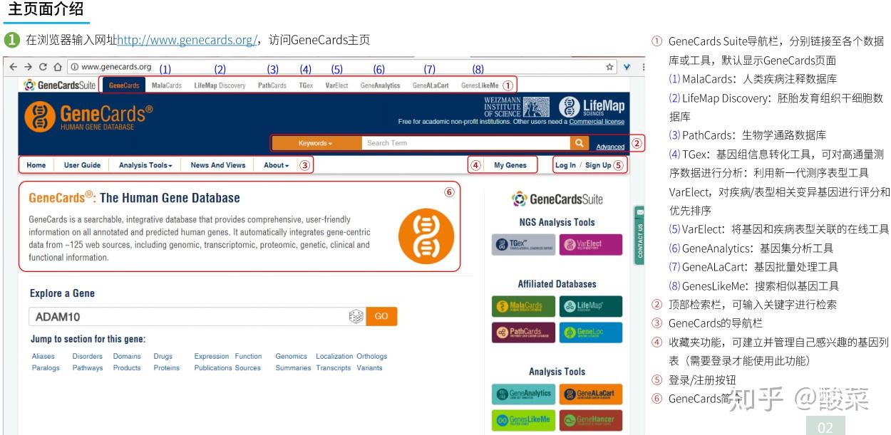 傻瓜式图文教程：Genecards基因信息检索与分析、基因结构图绘制...... - 知乎
