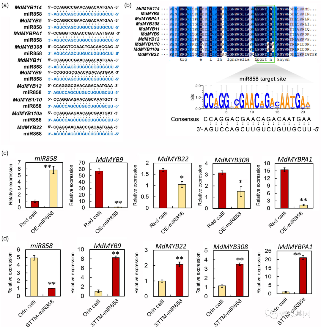 【PLANT J】Mdm-miR858通过靶向MdMYB9和MdMYBPA1从而参与红肉苹果中花青素的生物合成 - 知乎