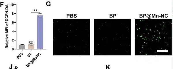 【Experimental Section】细胞内ROS和细胞膜脂质过氧化检测 - 知乎