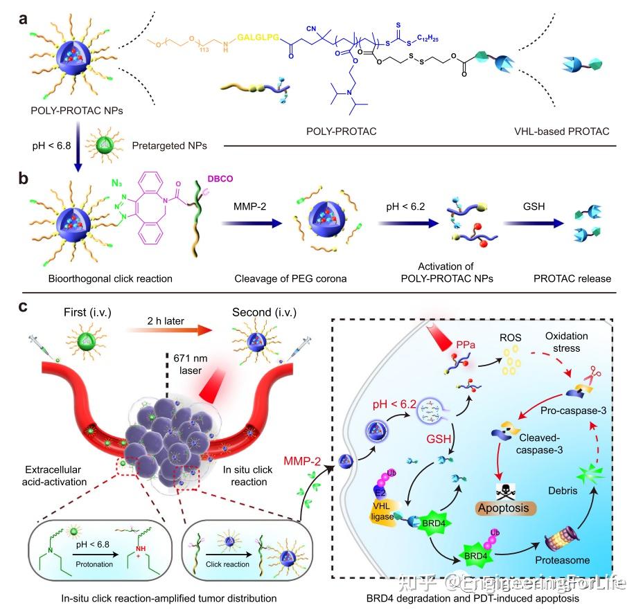 《Nat. Commun》老树开新花-基于原位生物正交点击反应大幅提升PROTACs纳米疗法靶向性 - 知乎