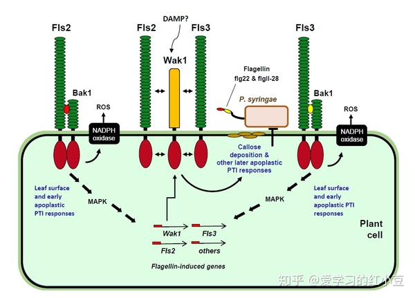 Plant Physiology | 番茄SlWak1激酶依赖于Fls2 / Fls3调控质外体免疫 - 知乎