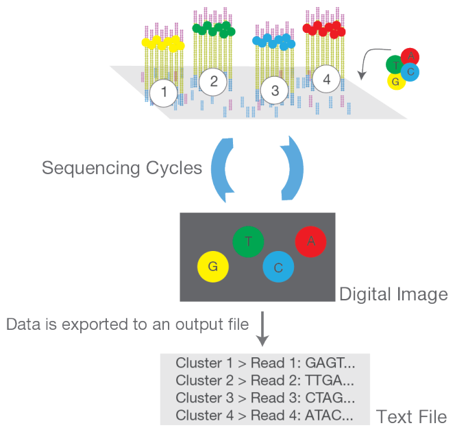 NGS测序原理03-边合成边测序（sequence by synthesis，SBS） - 知乎
