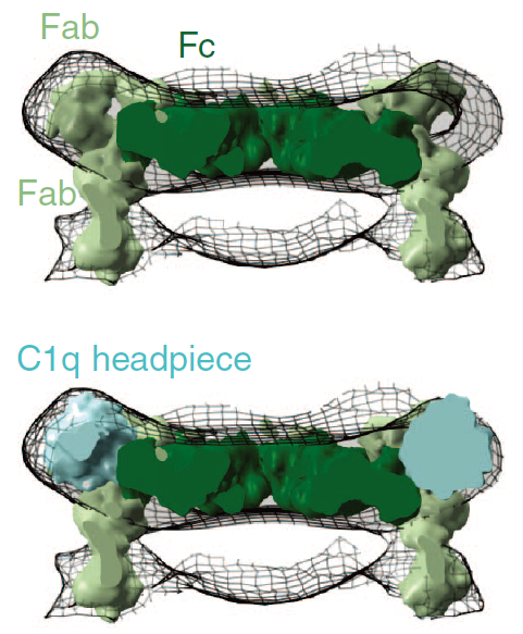 驾驭抗体的Avidity - 知乎