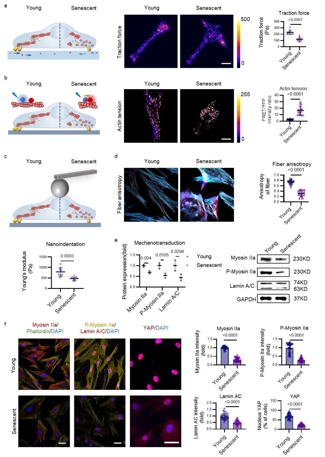 《Nature Communications》力调控间充质干细胞衰老 - 知乎