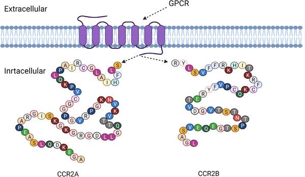 Cell Prolif|华西医院魏霞蔚团队对CCL2-CCR2信号轴在癌症中作用的总结 - 知乎
