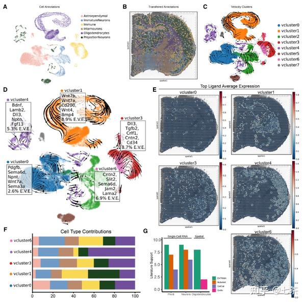 ENTRAIN：将轨迹推断和基因调控网络与空间数据结合起来，共同定位指定细胞命运的受体-配体相互作用 - 知乎