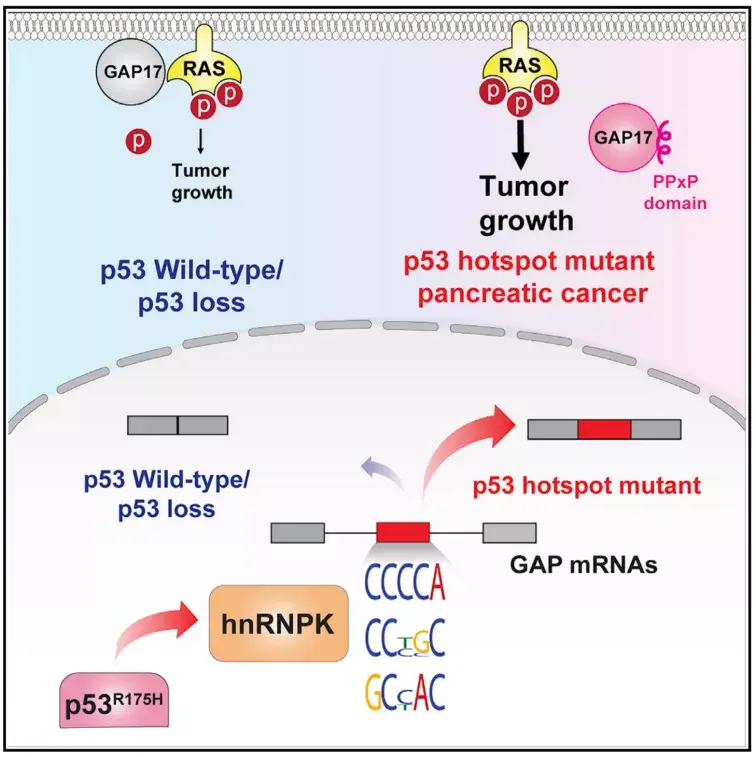 Cancer Cell | 胰腺癌中p53突变对Ras信号持续激活的机制 - 知乎