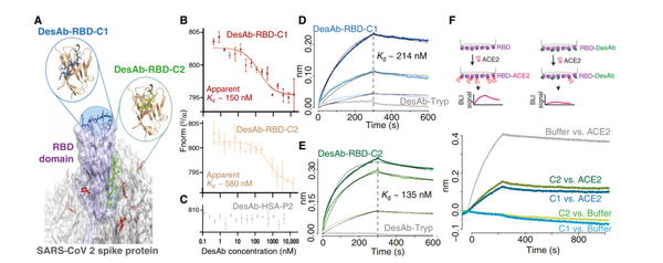 Science Advances | 基于片段的、针对结构化表位的抗体计算设计 - 知乎