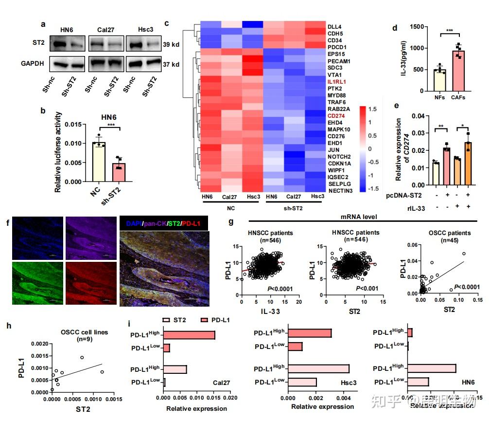 IL-33/ST2 信号促进口腔鳞癌中组成型和诱导型PD-L1的表达 - 知乎