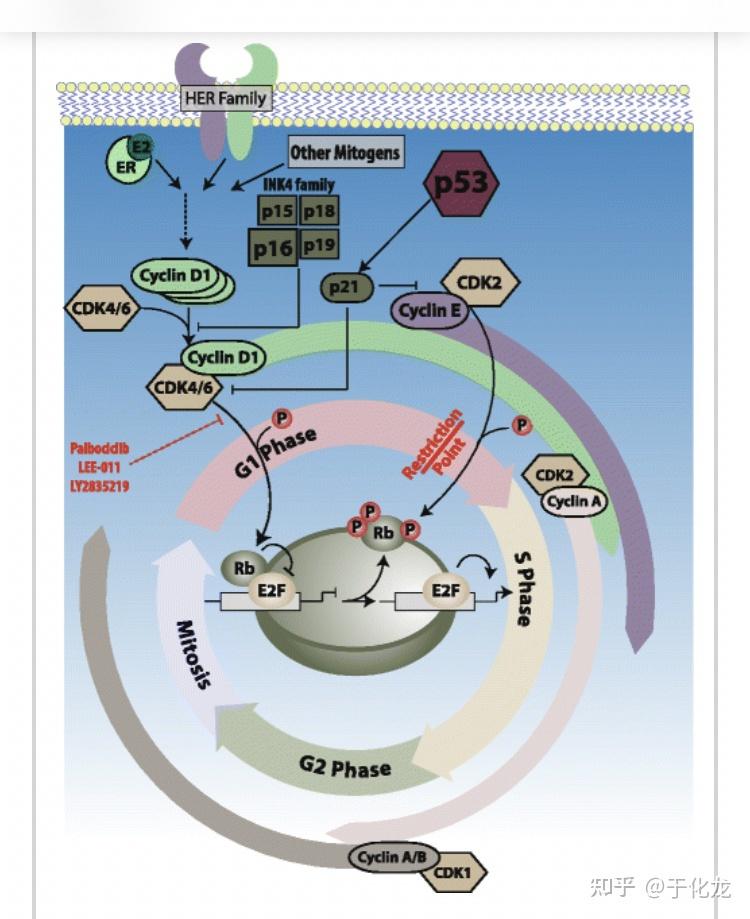 药物研发靶点CDs和CDKs - 知乎
