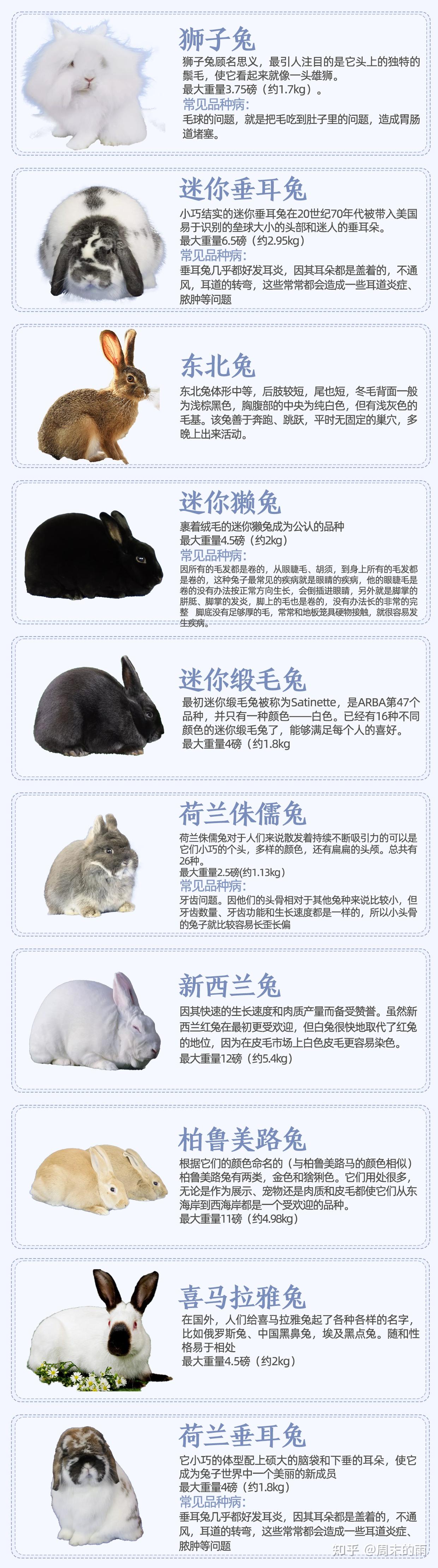 兔子品种大合集,养兔人必看 知乎