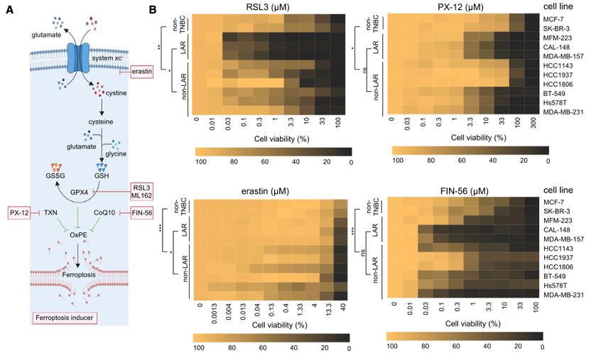 Cell Met｜三阴性乳腺癌铁死亡异质性揭示一种创新的免疫治疗组合策略 - 知乎