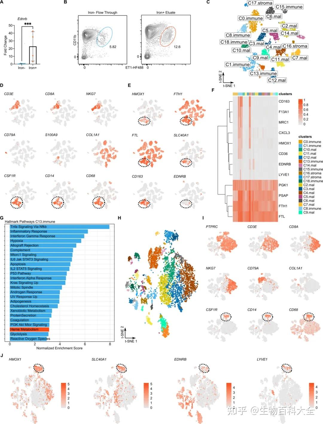 单细胞空间原位检测技术 | 富含铁的巨噬细胞亚群通过Bach1-Ednrb轴促进肿瘤生长 - 知乎