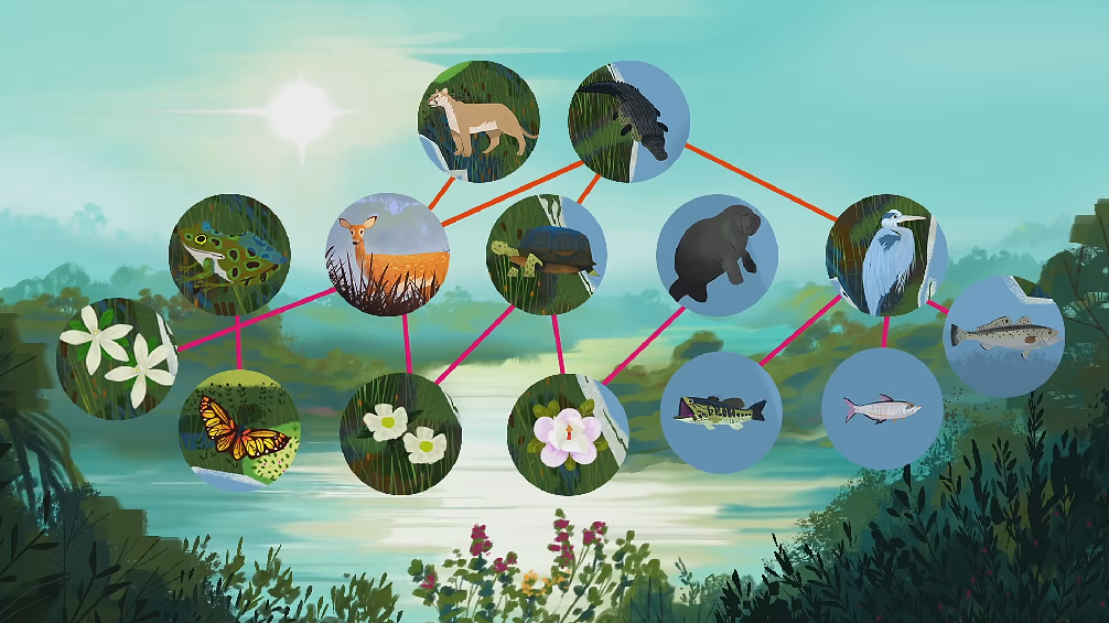 TED-ed科普动画系列《Awesome Nature 了不起的自然》 - 知乎