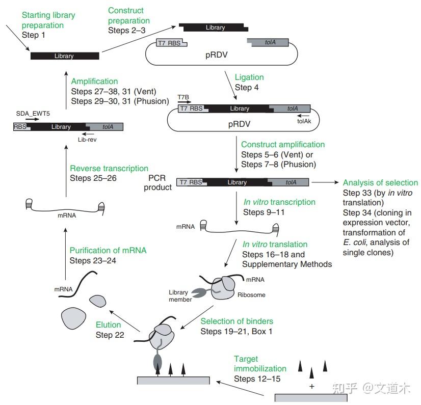 核糖体展示（Ribosome Display） - 知乎